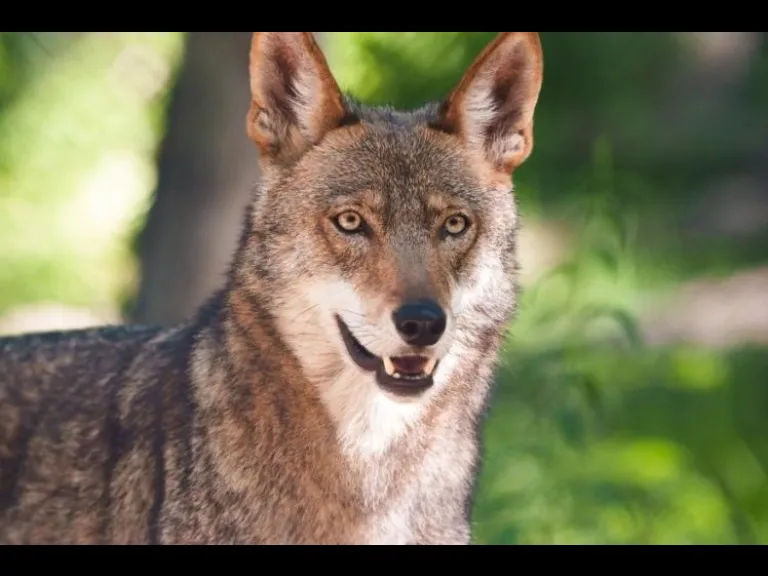 Red Wolves of the Smoky Mountains with Bill Landry and Lynn Hodges | Brookgreen